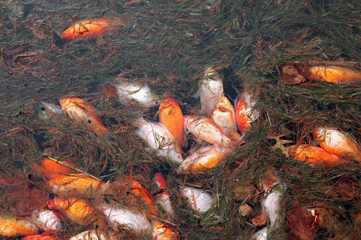 More than 100 dead goldfish found floating in Forest Park's Grand Basin ...