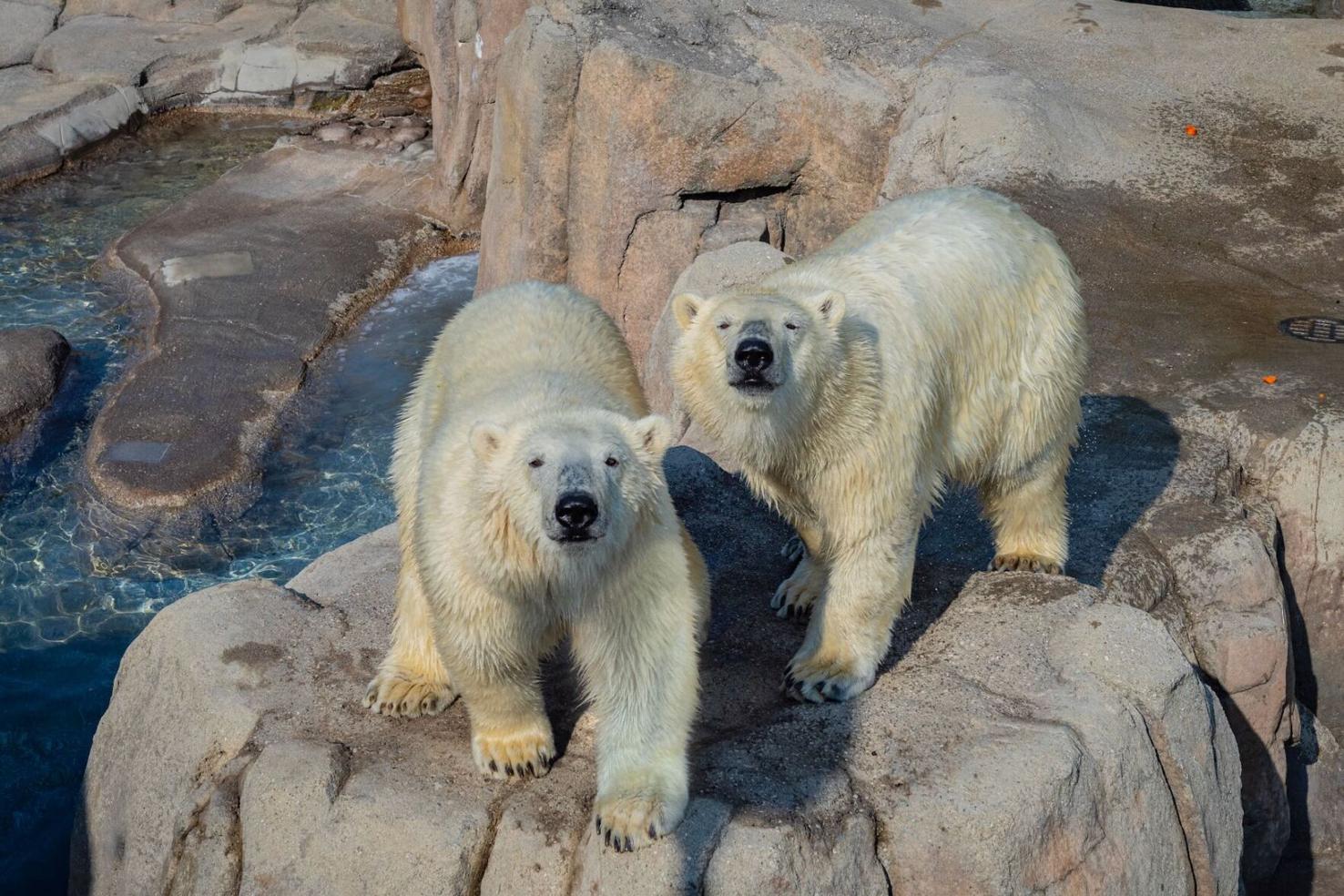 St. Louis Zoo’s beloved polar bear Kali has left town, swapped for twin ...