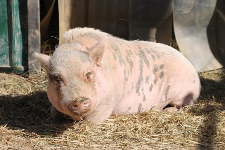 Meet our pets of the week: A guinea pig, a pot-bellied pig and a Lab mix
