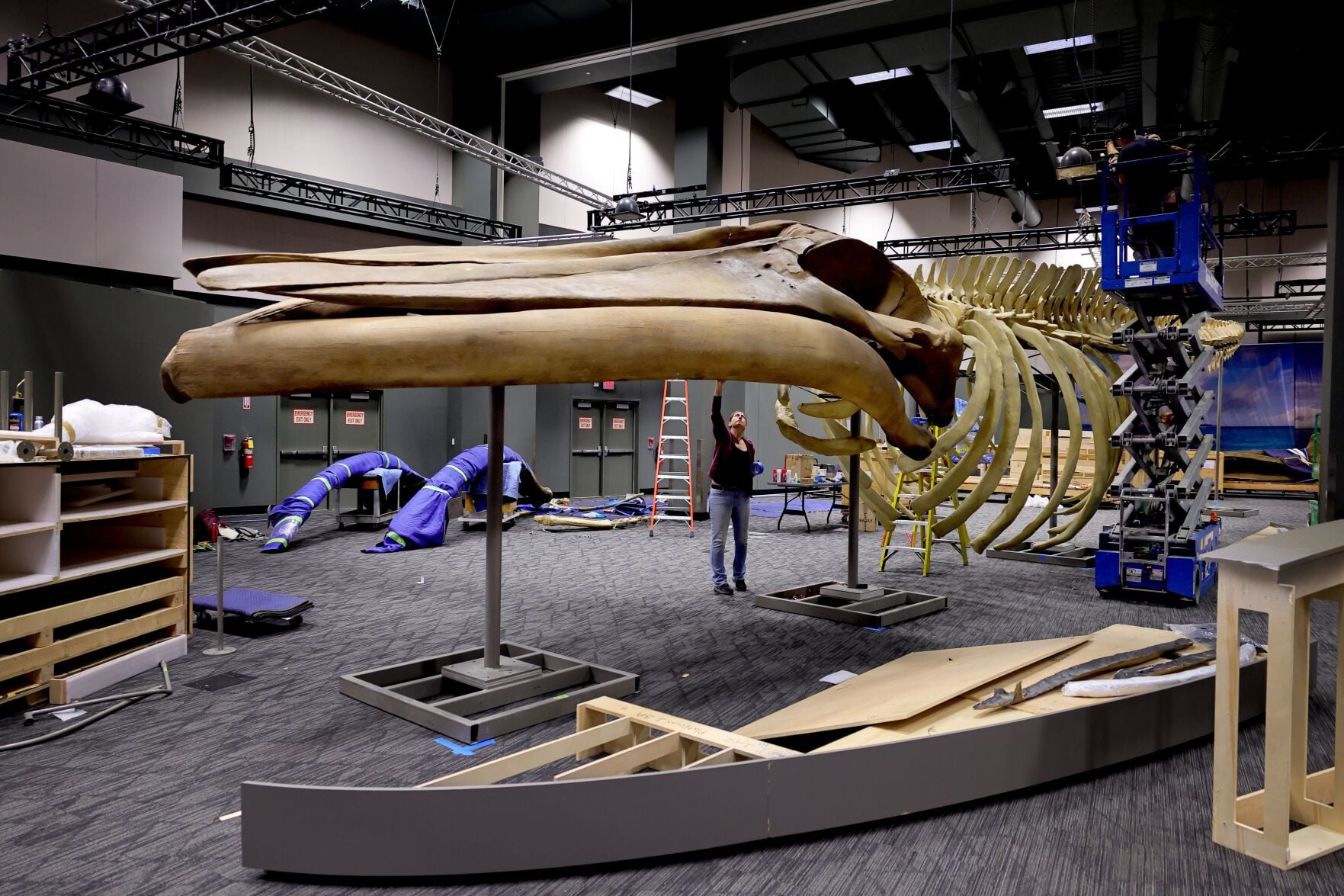 That new blue whale exhibition at the Science Center? It's big