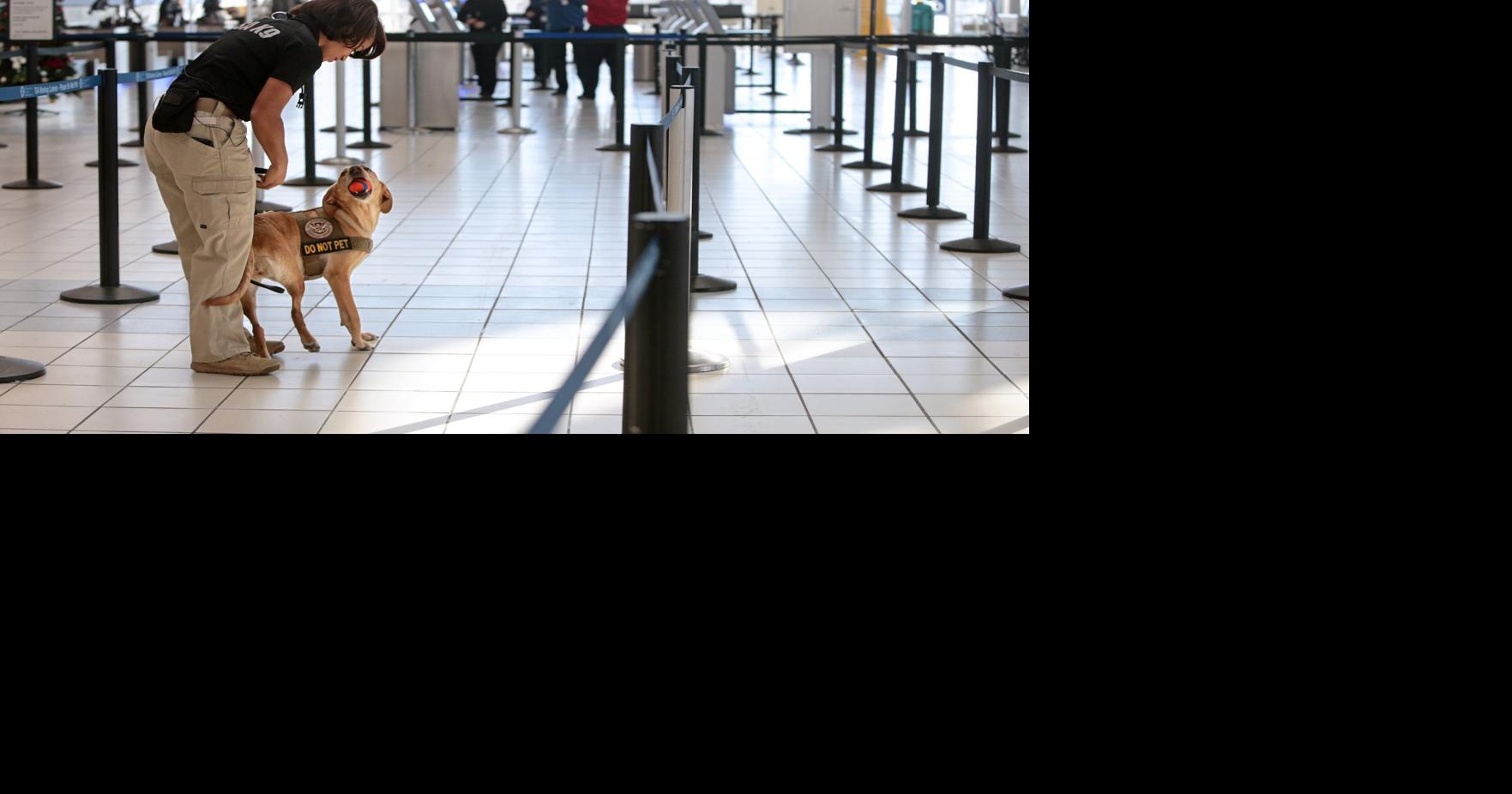 TSA shows what bomb-sniffing dogs can do in demonstration at Lambert