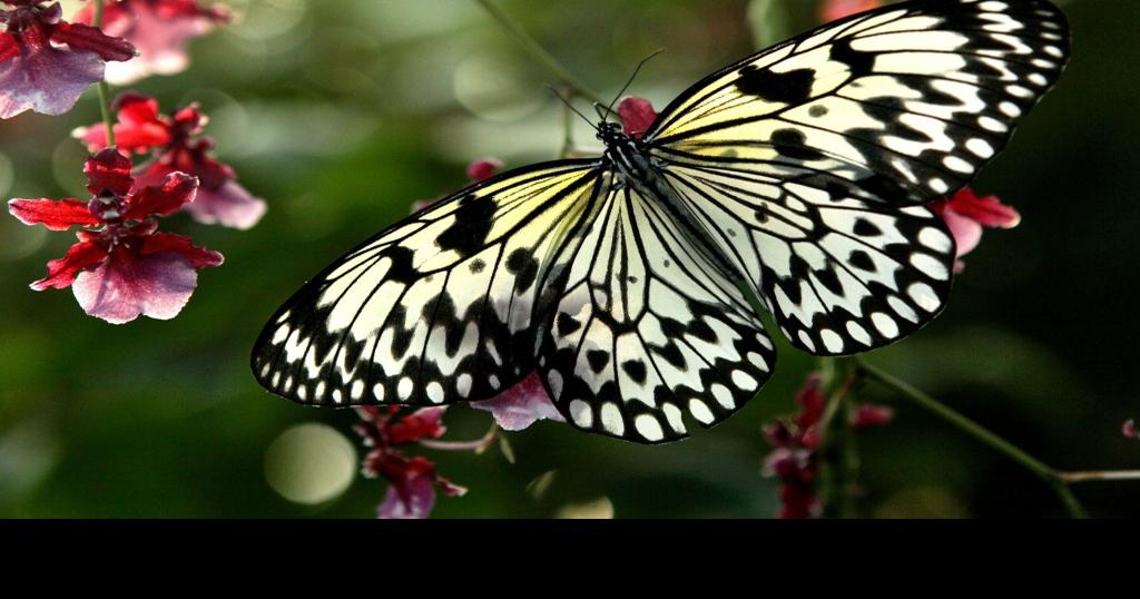 Butterfly gardening offers beauty, fun