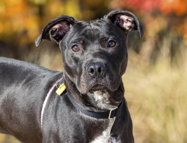 Humane Society of Missouri pets for adoption