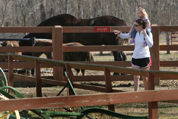 St. Louis County culls herd at Suson Park