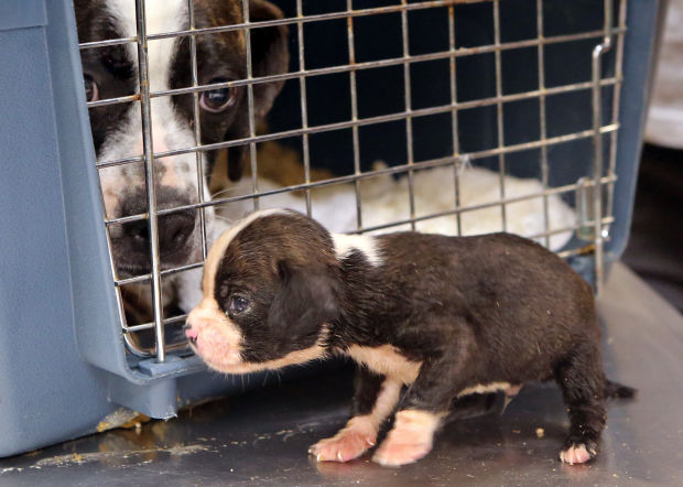 Breeder gives up 135 puppies, adult dogs to Humane Society of Missouri