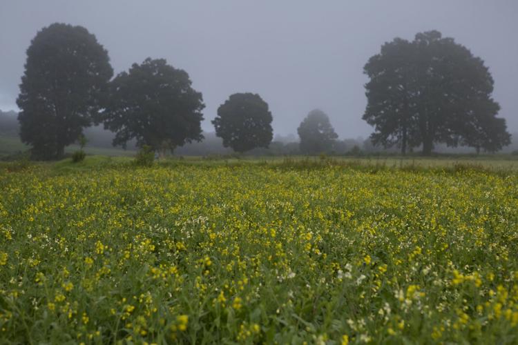 Swarms of fireflies in Illinois give enthusiasts hope that insect can ...