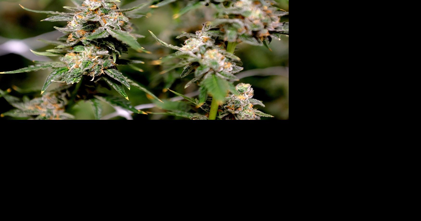 Missouri marijuana regulators issue 3rd recall in August