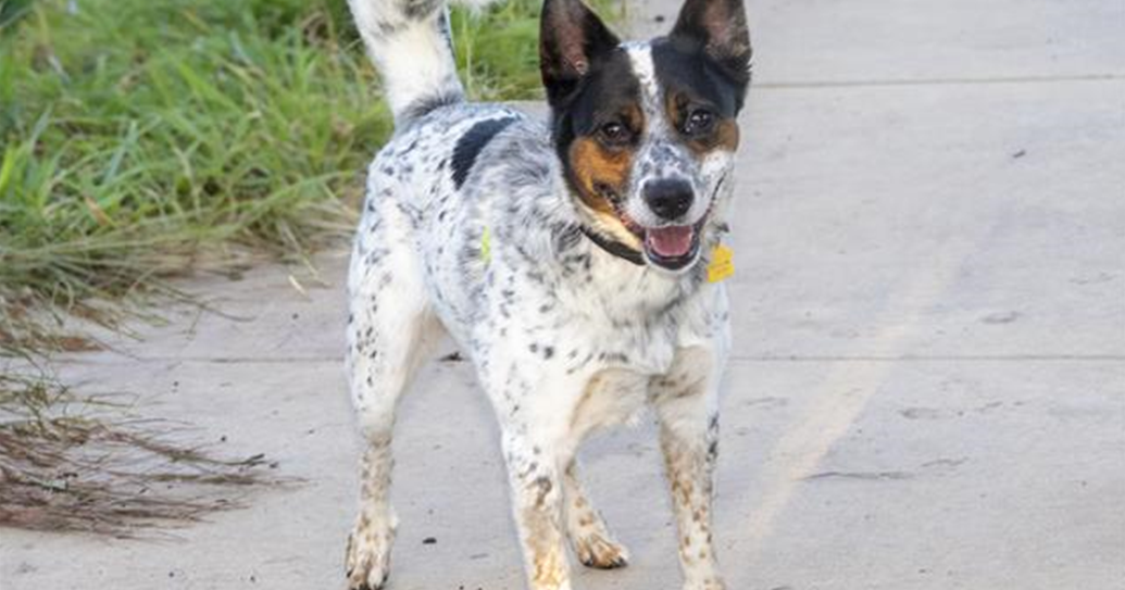 Humane Society of Missouri pets for adoption