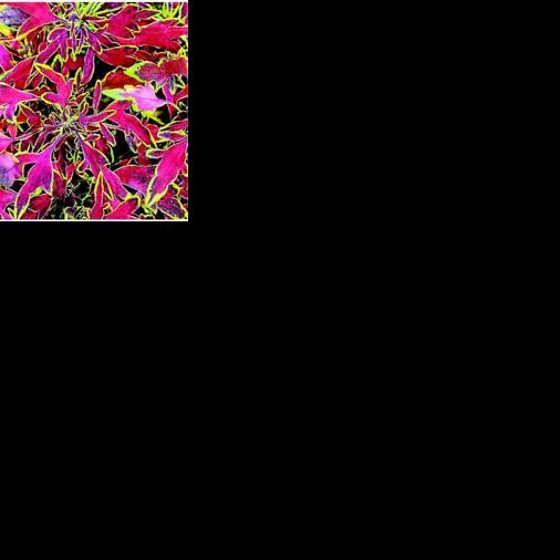 Mini Me Watermelon a magical new coleus debuting in 2023