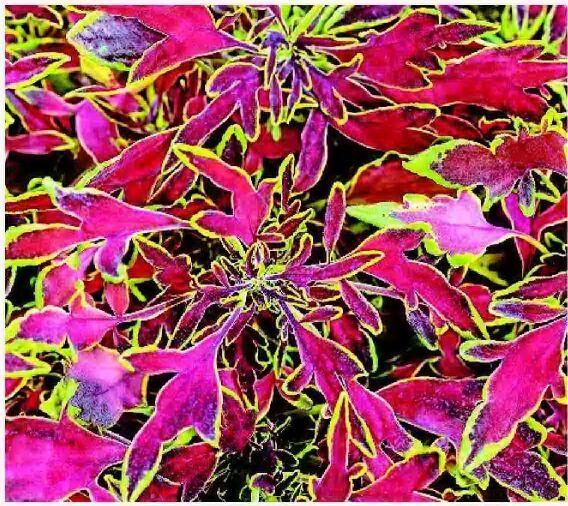 Mini Me Watermelon a magical new coleus debuting in 2023