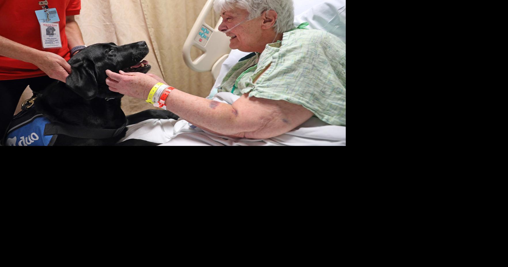 Video: Therapy dog with pacemaker brings comfort and joy to St. Louis ...