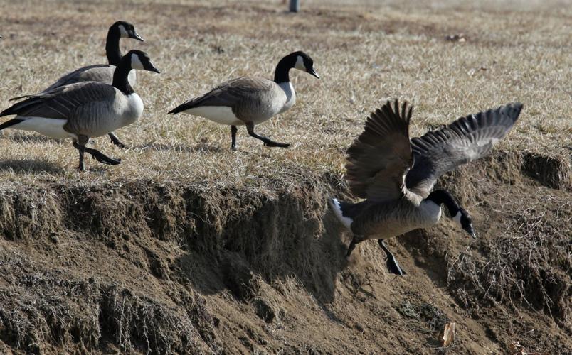 Faced with a goose poop problem, Festus targets the eggs
