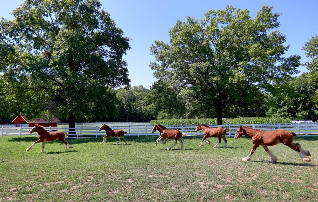 Photos and video: Cute Clydesdale foals are a sight to see at Grant's Farm
