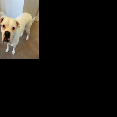 Pinky the boxer, rescued from flood, prompts growing search after ...