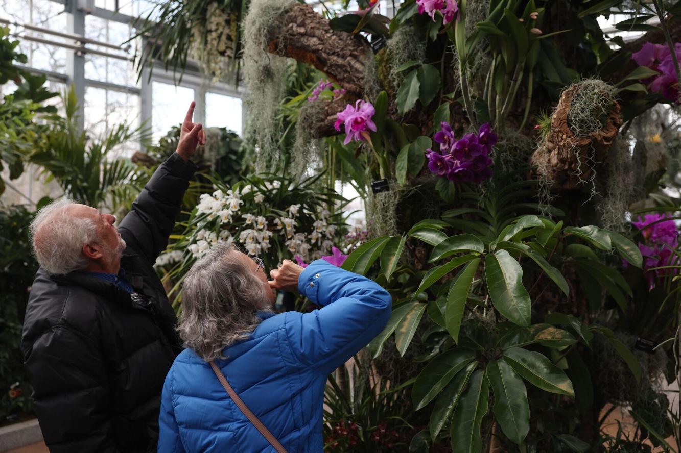 Photos: Orchid Show at Missouri Botanical Garden displays diversity of ...