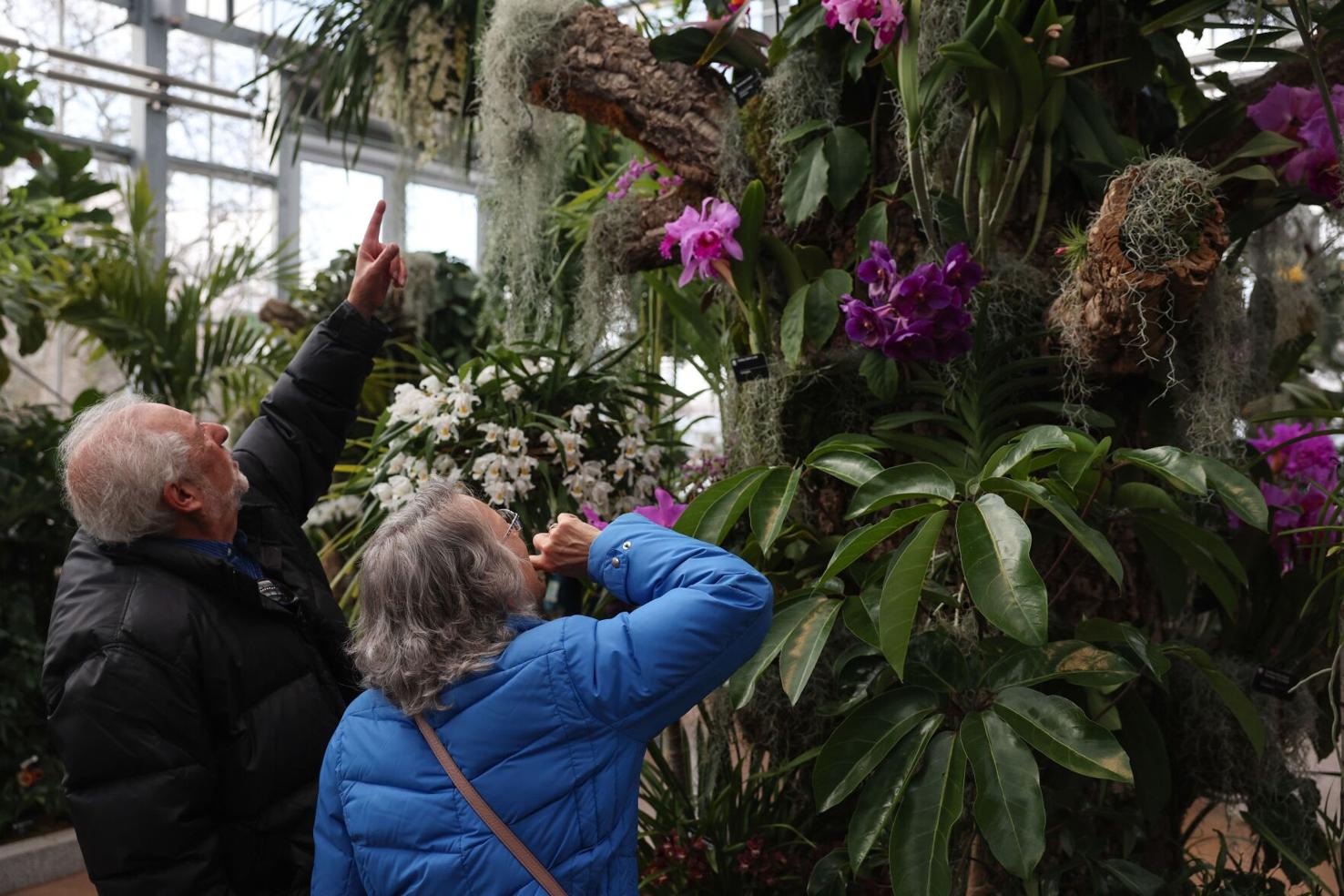 Photos: Orchid Show at Missouri Botanical Garden displays diversity of ...