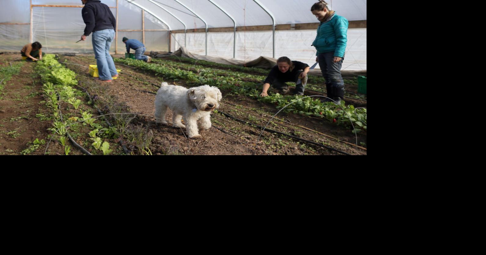 EarthDance Farms tries to help plant seeds of change in Ferguson