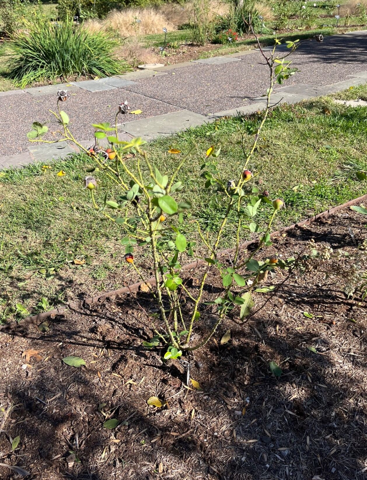 Don't cut back roses in the fall, even if they look ugly