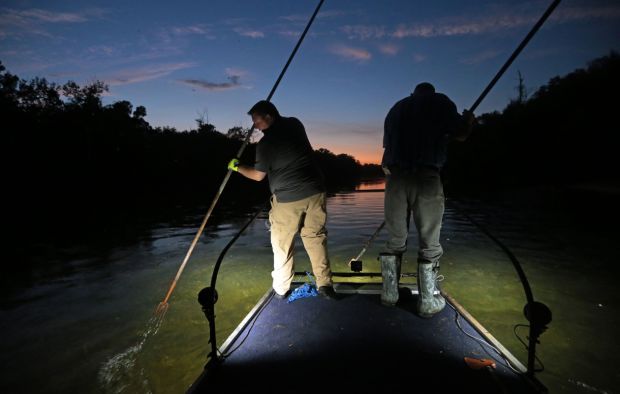 A primitive method still snags sucker fish on Missouri's Current River