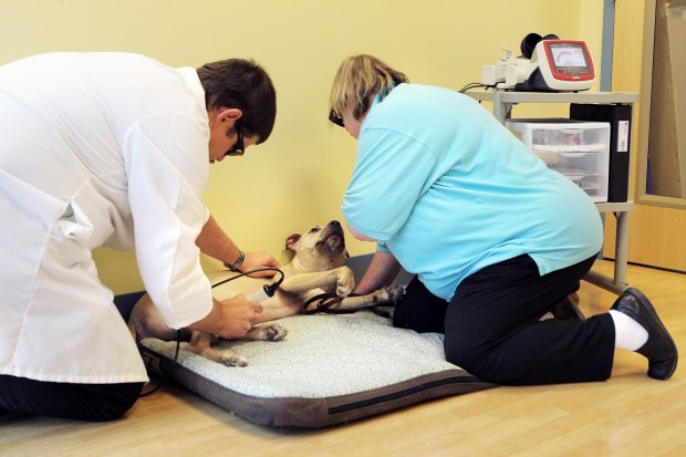 Injured dog Trooper healing after another surgery, could be ready for ...