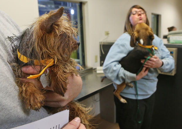 Breeder gives up 135 puppies, adult dogs to Humane Society of Missouri