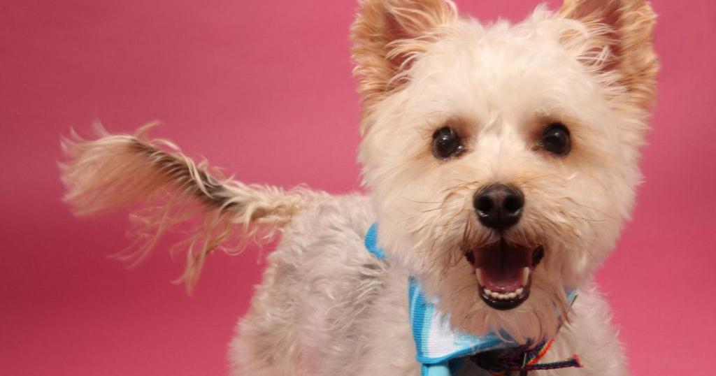 Pet of the Week: Toby, a 4-year-old Yorkie mix