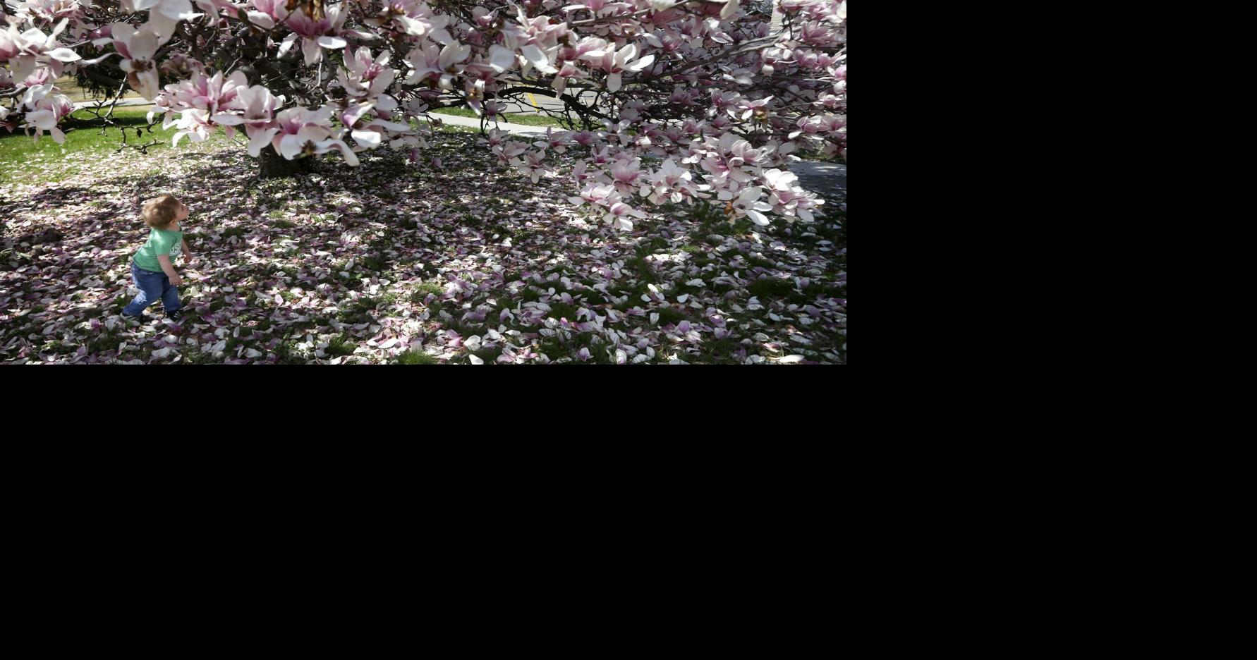 Black soot on magnolia tree is caused by insect infestation