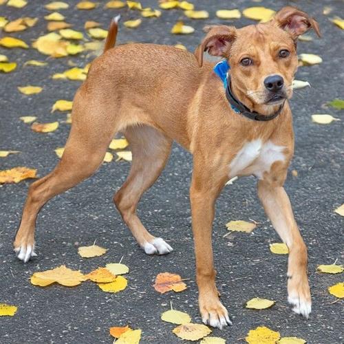 Meet our pets of the week: A pit bull mix, a beagle mix and an Appaloosa
