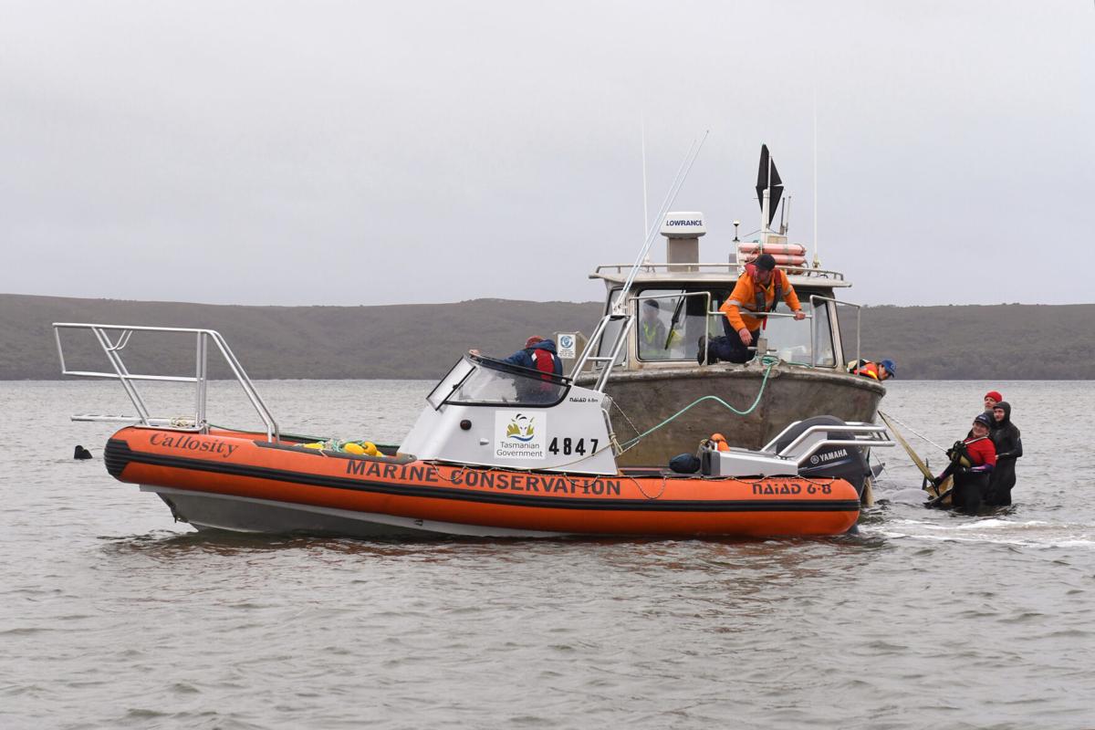 Watch as Australian rescuers race to save stranded whales