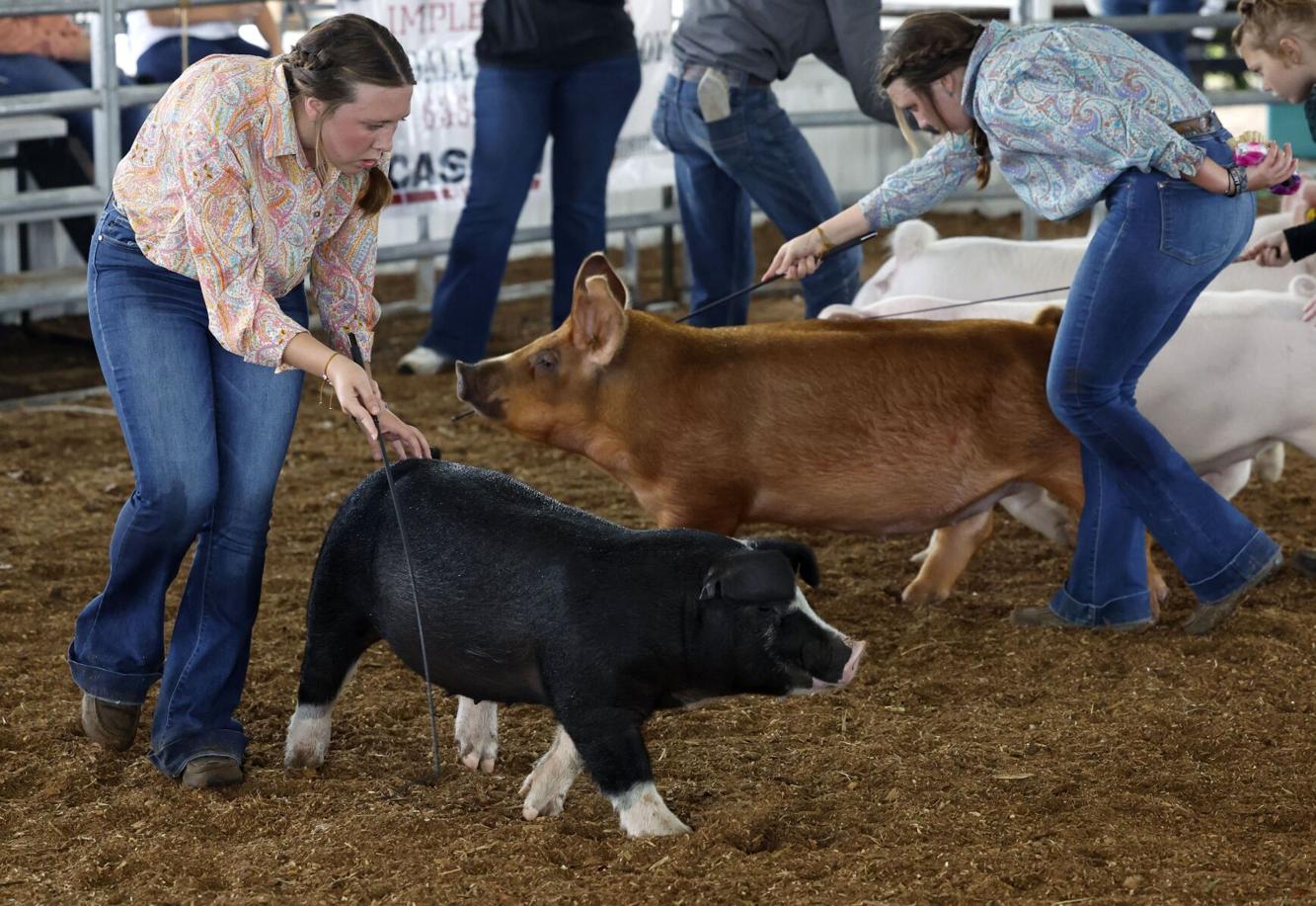 Missouri pig shows: Shiny hair, smooth skin, big competition