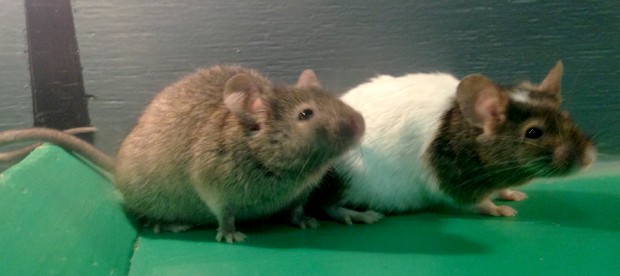 Mice scurry for charity at Mexican Honorary Commission