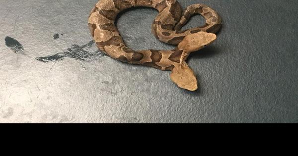 A copperhead snake is scary. A two-headed copperhead is even worse