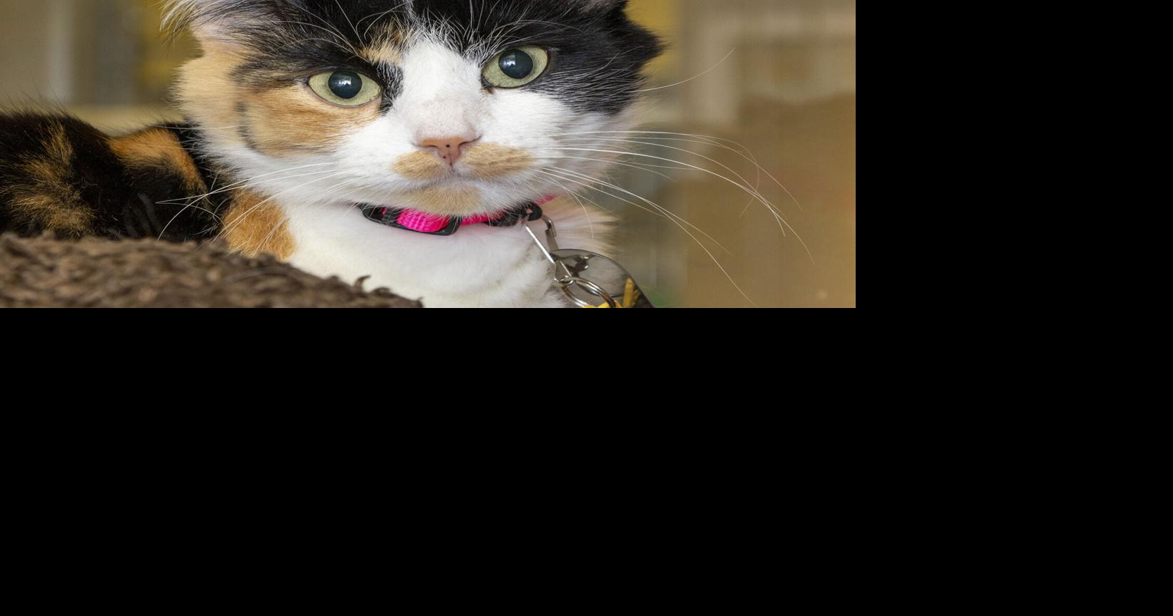 Humane Society of Missouri pets for adoption