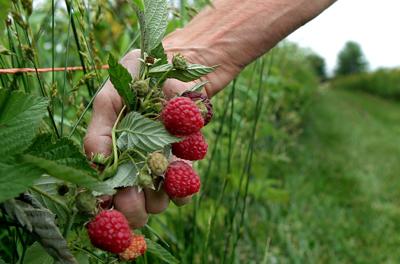 Summer-bearing raspberries may require trellis system