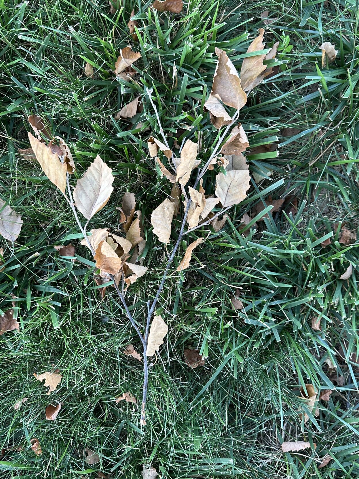 Cicadas have laid eggs in the St. Louis region, killing tree branch ...