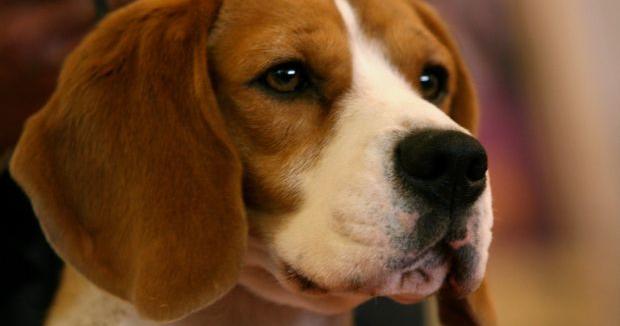 Look Back at Uno, Belleville beagle won top dog in 2008 at Westminster