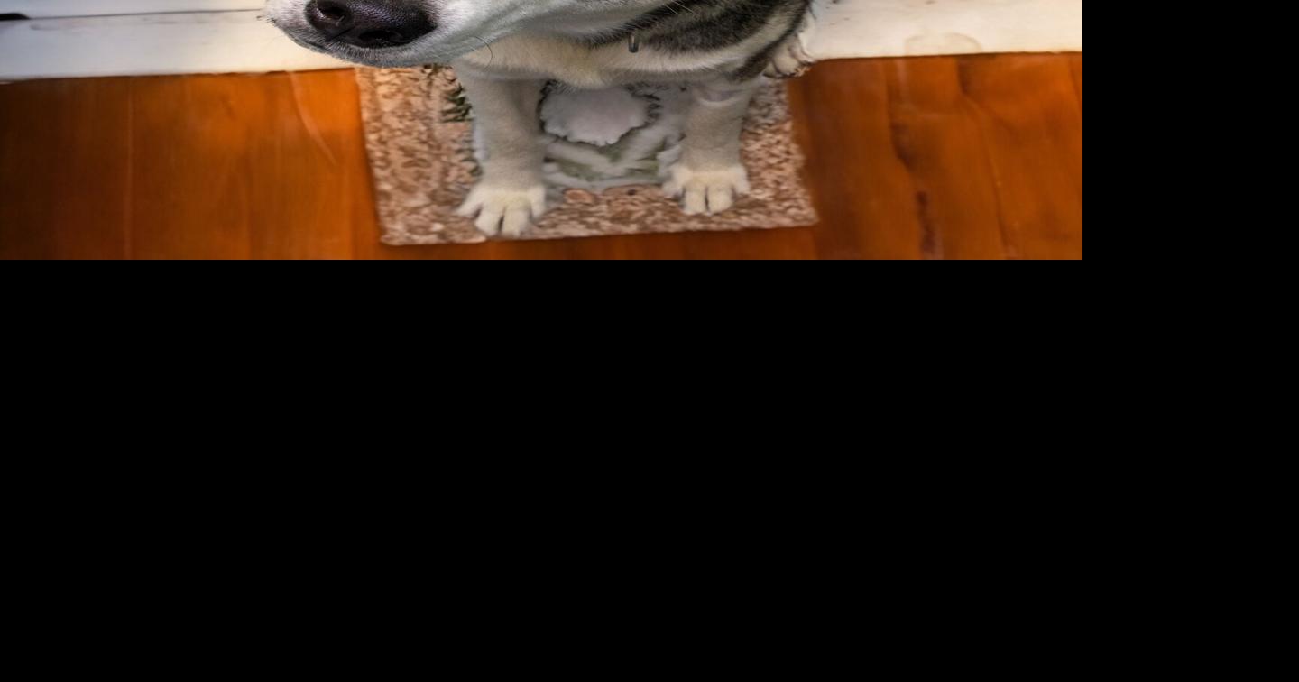 Meet our pets of the week: A cur mix, a husky and a pig