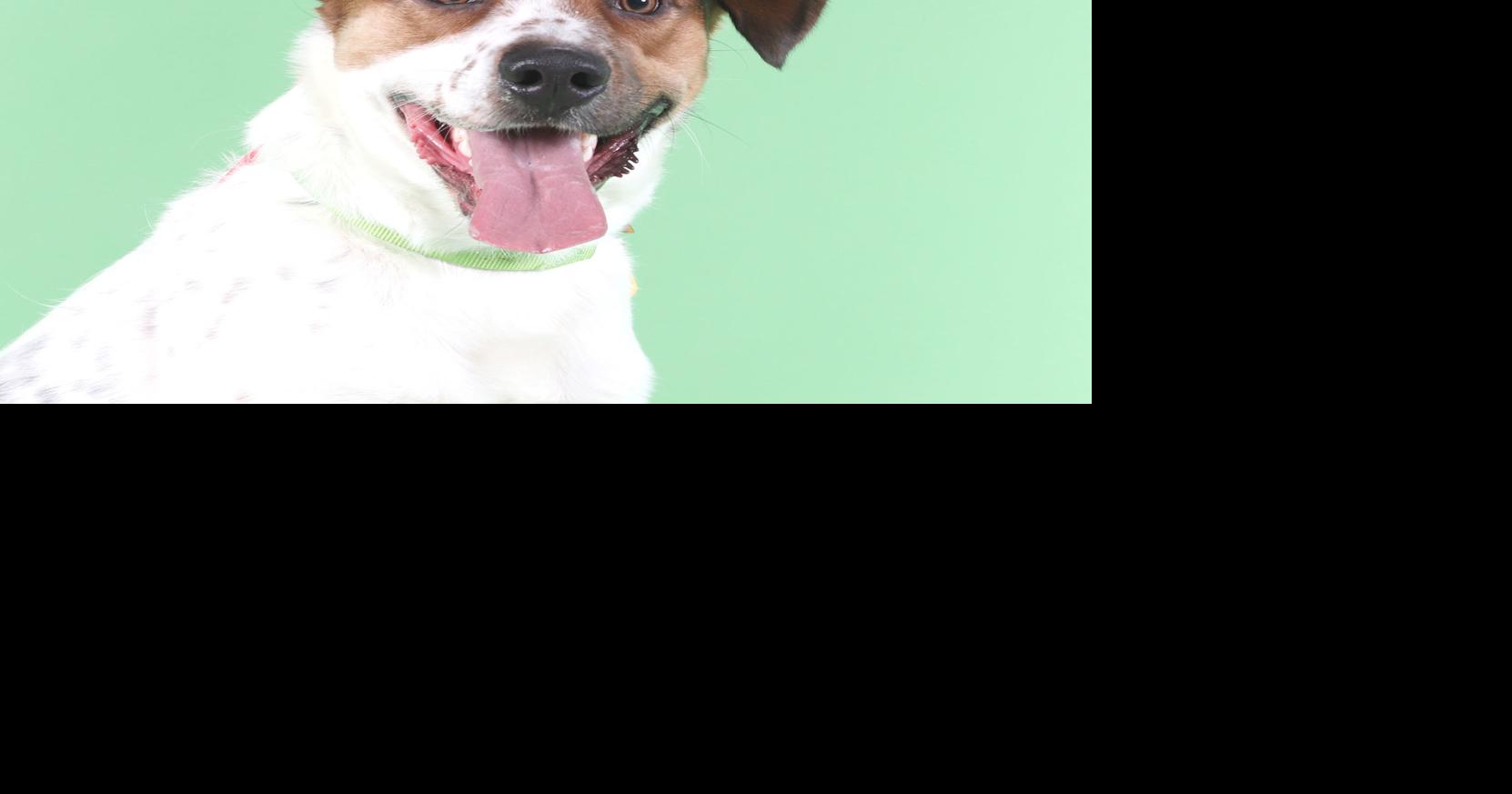 Adopt these pets: A pointer mix, a shepherd mix and a Chihuahua