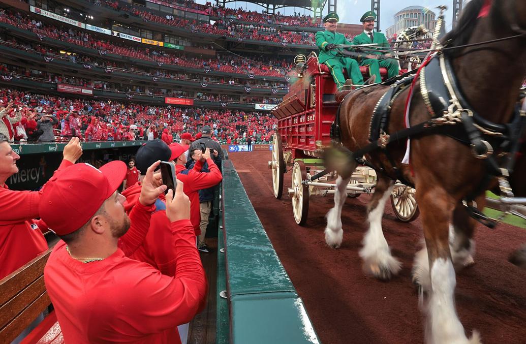 Photos and Video: Cardinals baseball fans flock to 2025 opening day ...