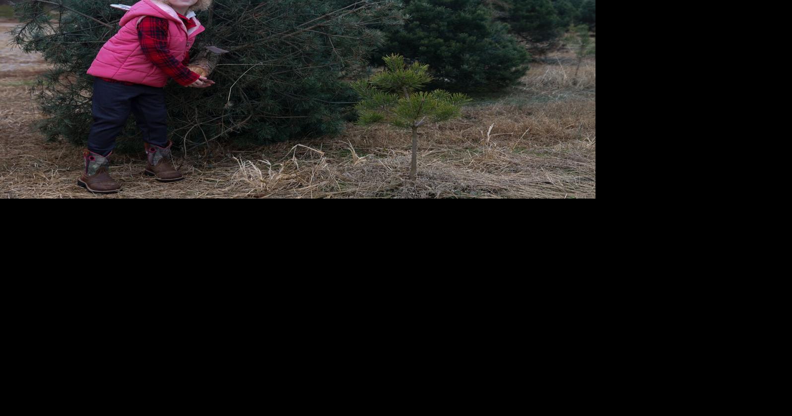 Photos and video: Families continue holiday traditions at Meert Tree Farm