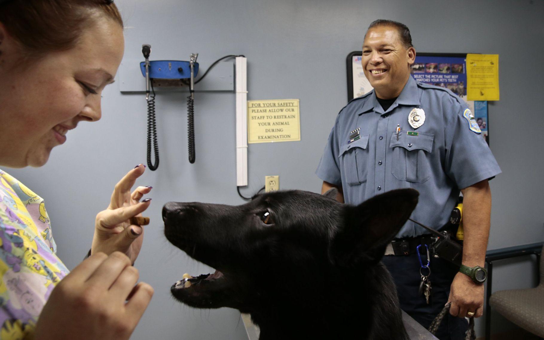 When a police dog needed titanium tooth crowns, Ferguson veterinarians ...