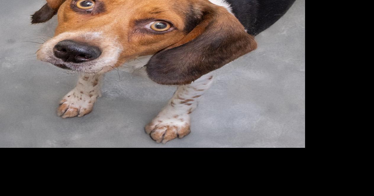 Meet our pets of the week: A beagle, a pit bull terrier mix and a rooster