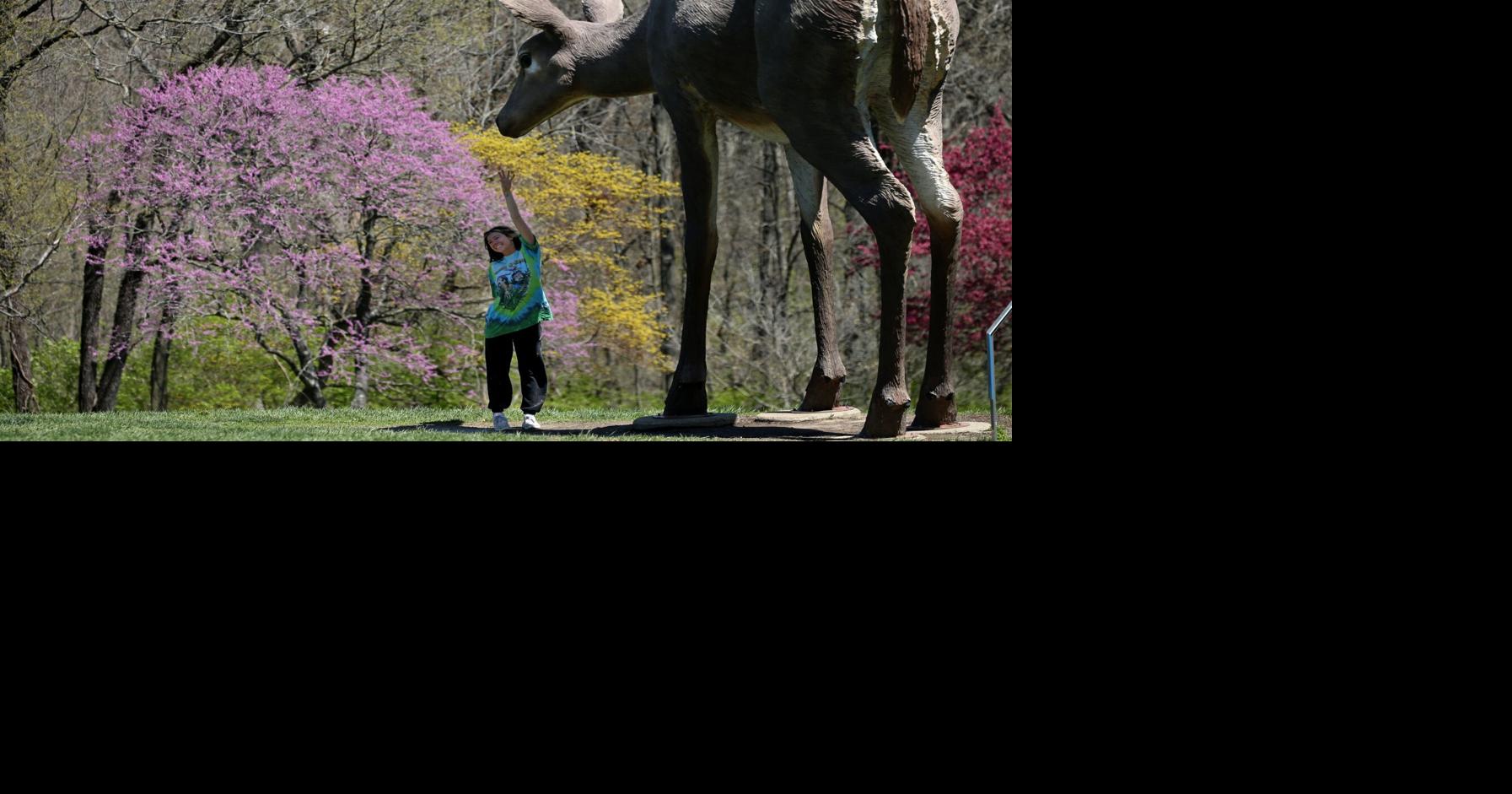 Photos: Spring is springing onto the St. Louis scene