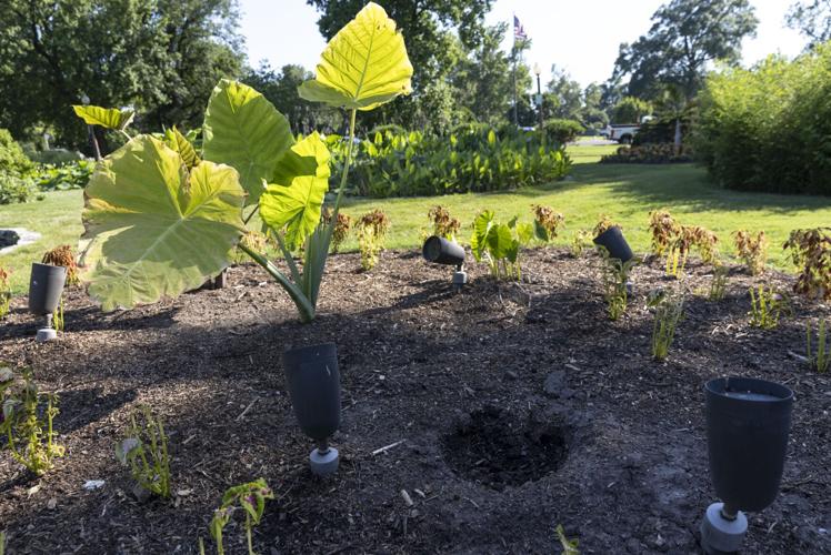 Plant thieves target Tower Grove Park