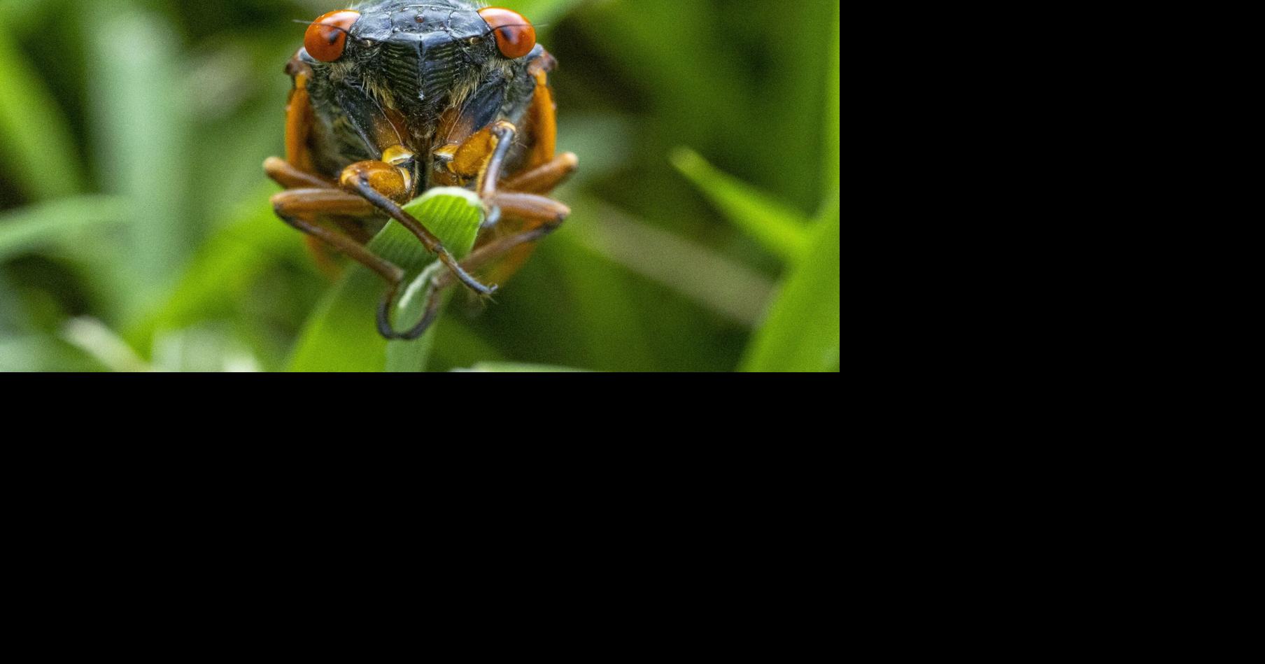 Tracking local cicadas and their sounds