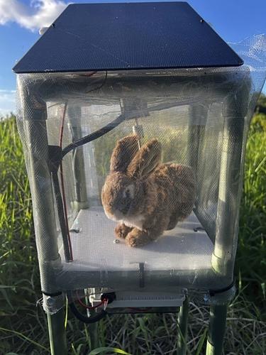 Florida tries robot rabbits to control invasive pythons