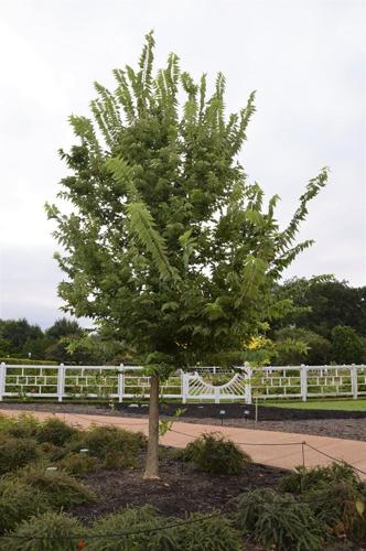 Tips for planting starts of cool-season vegetable plants