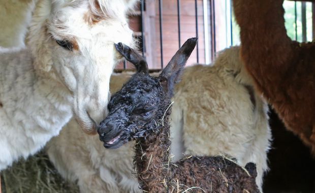 Llama gives birth at Wegeners' farm