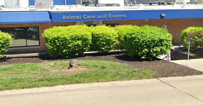 Euthanasia rates, disease woes have animal control workers in St. Louis ...