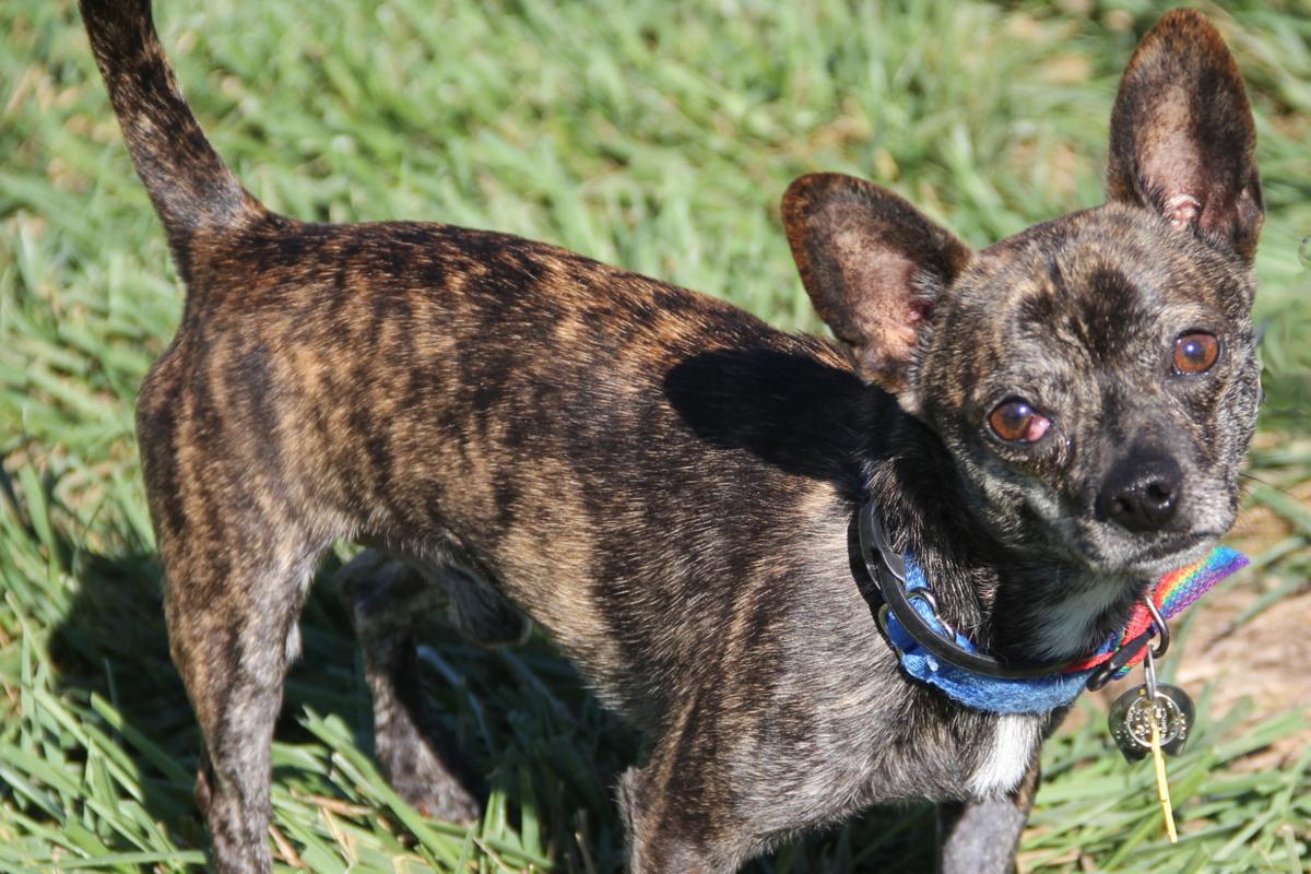Pet of the Week: Charlie, a Chihuahua mix
